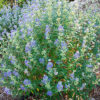 Shrubs - Suburban Lawn & Garden