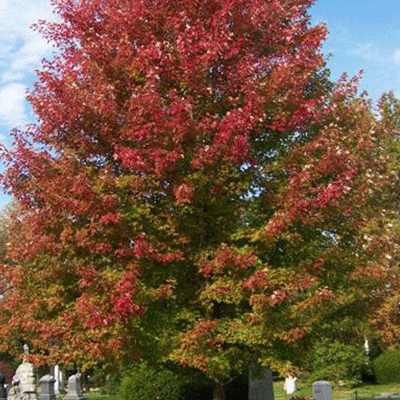Shade Trees | Suburban Lawn & Garden