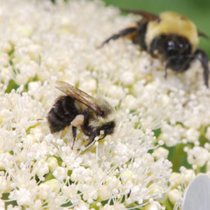 Pollinator Buffet® | Suburban Lawn & Garden