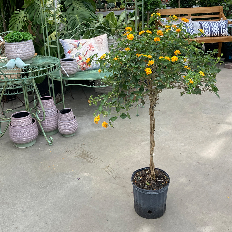 Patio Plant Guide | Suburban Lawn & Garden